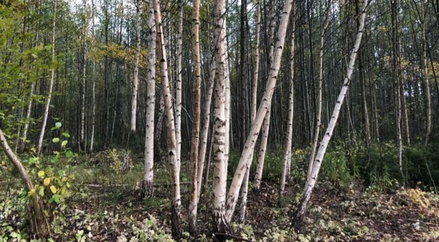 Is Birch Tree Good for Log House Construction? - Baltic Wood Houses