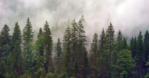 Douglas-fir: The Mighty Timber For Log House Building - Baltic Wood Houses